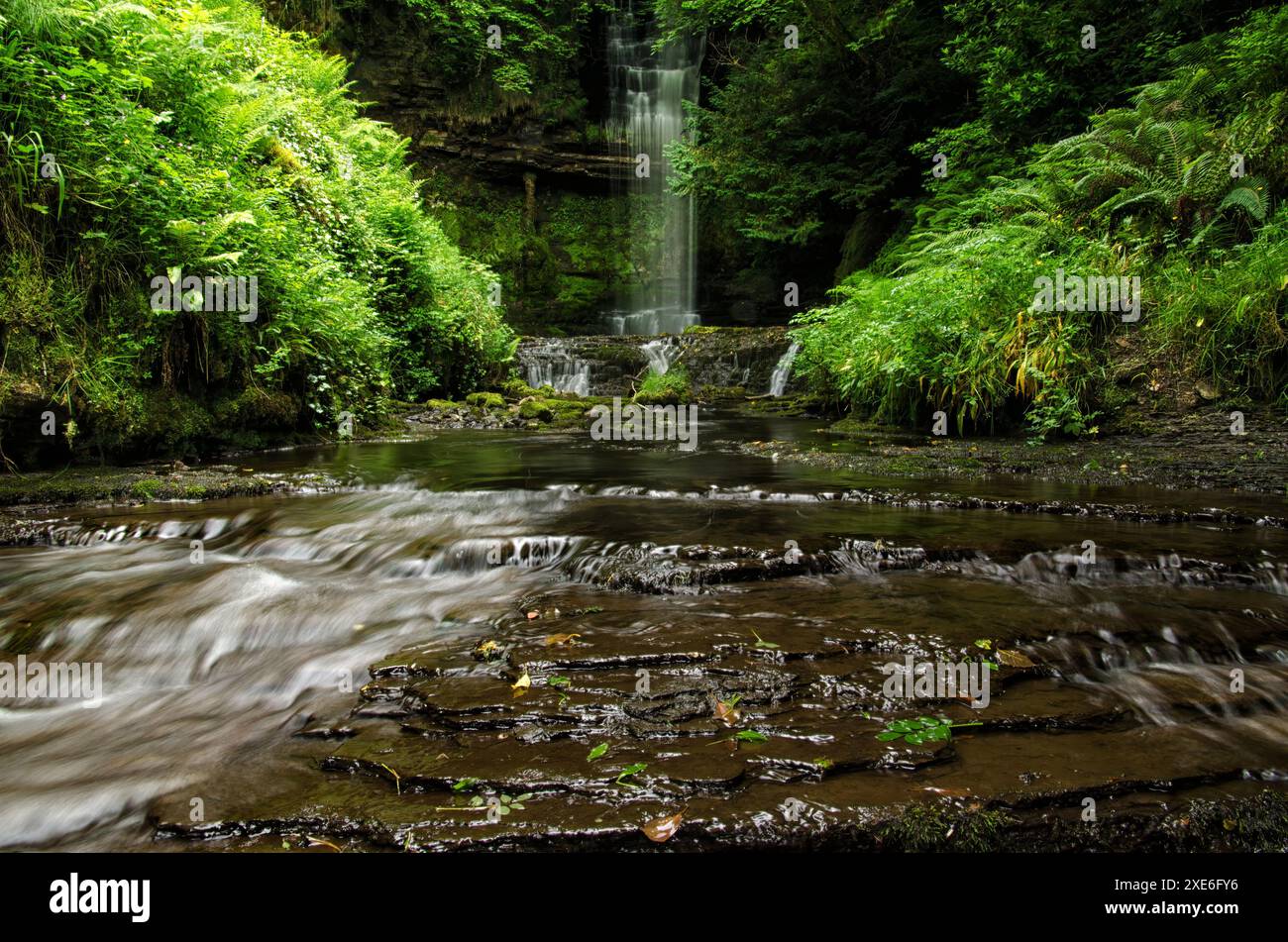 Deep green forest with small waterfall. Earth day, International ...