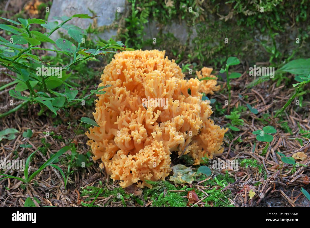 Coral fungus ramaria flavescens hi-res stock photography and images - Alamy