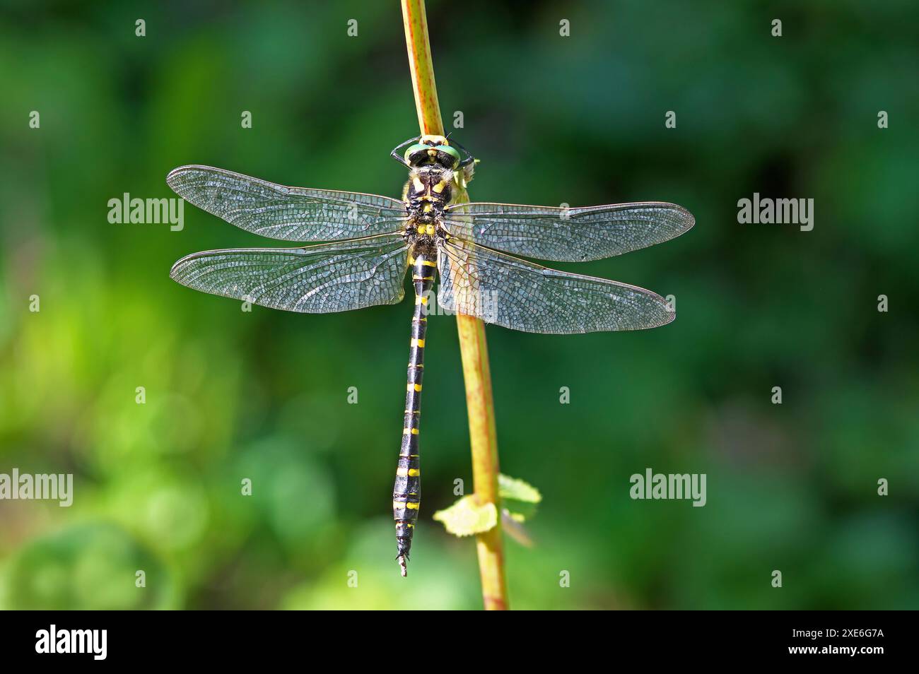 Golden-ringed Dragonfly (Cordulegaster boltoni) resting on a stalk ...