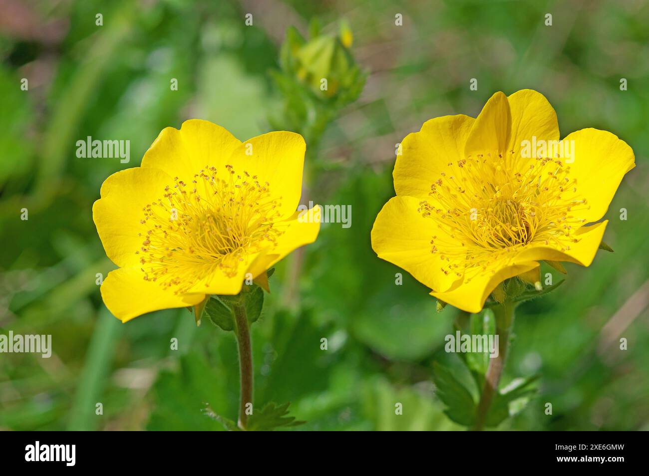 Alpine Avens (Geum montanum). Two flowers. Tyrol, Austria Stock Photo ...