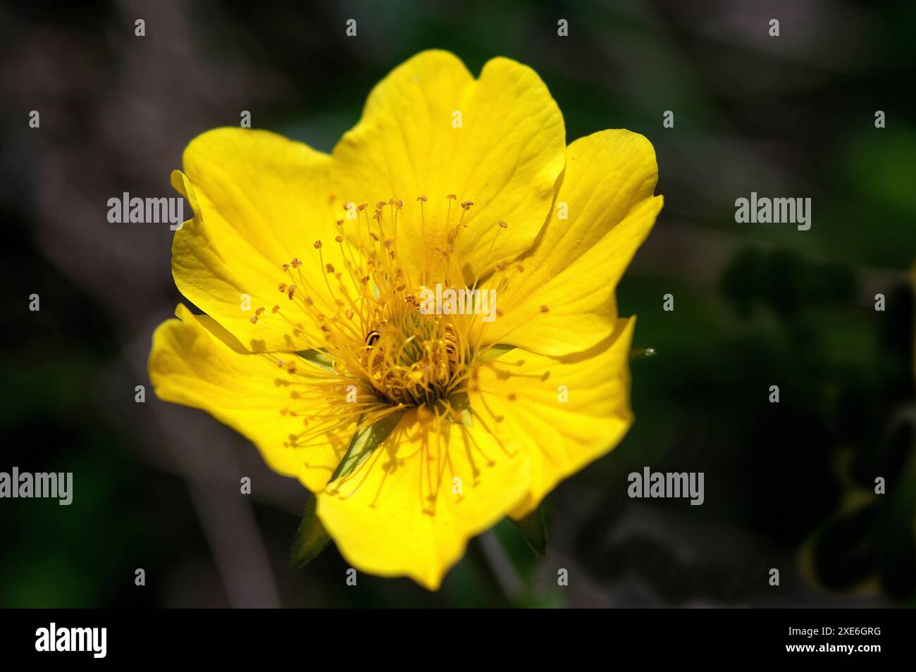 Alpine Avens (Geum montanum). Single flower. Tyrol, Austria Stock Photo ...