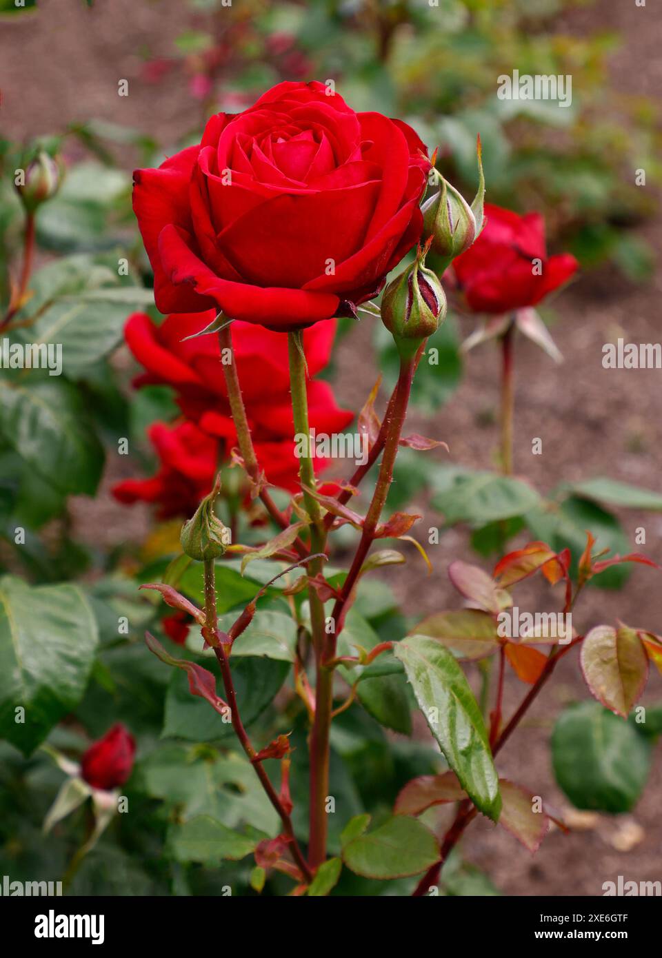 Closeup of the red flower of the hybrid tea repeat flowering garden ...