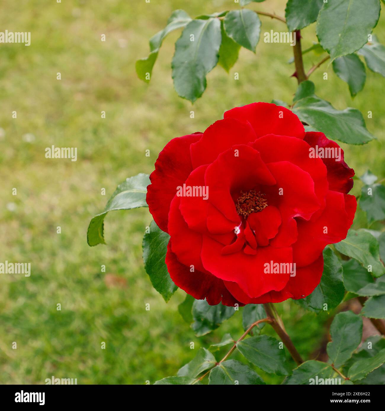 Closeup of the red flower of the repeat flowering hybrid tea garden ...