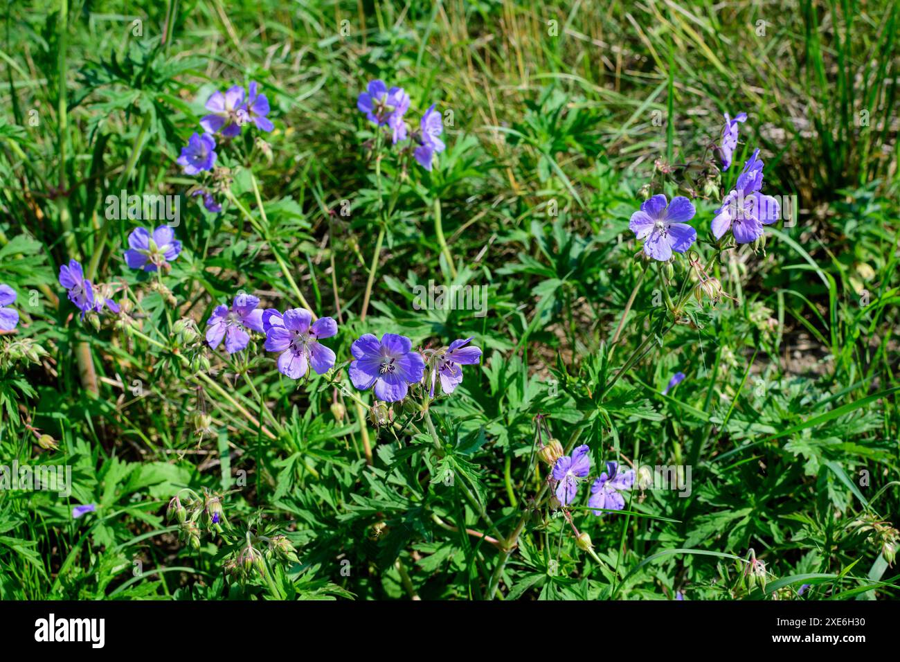 Delicate light blue flowers of Geranium pratense wild plant, commonly ...