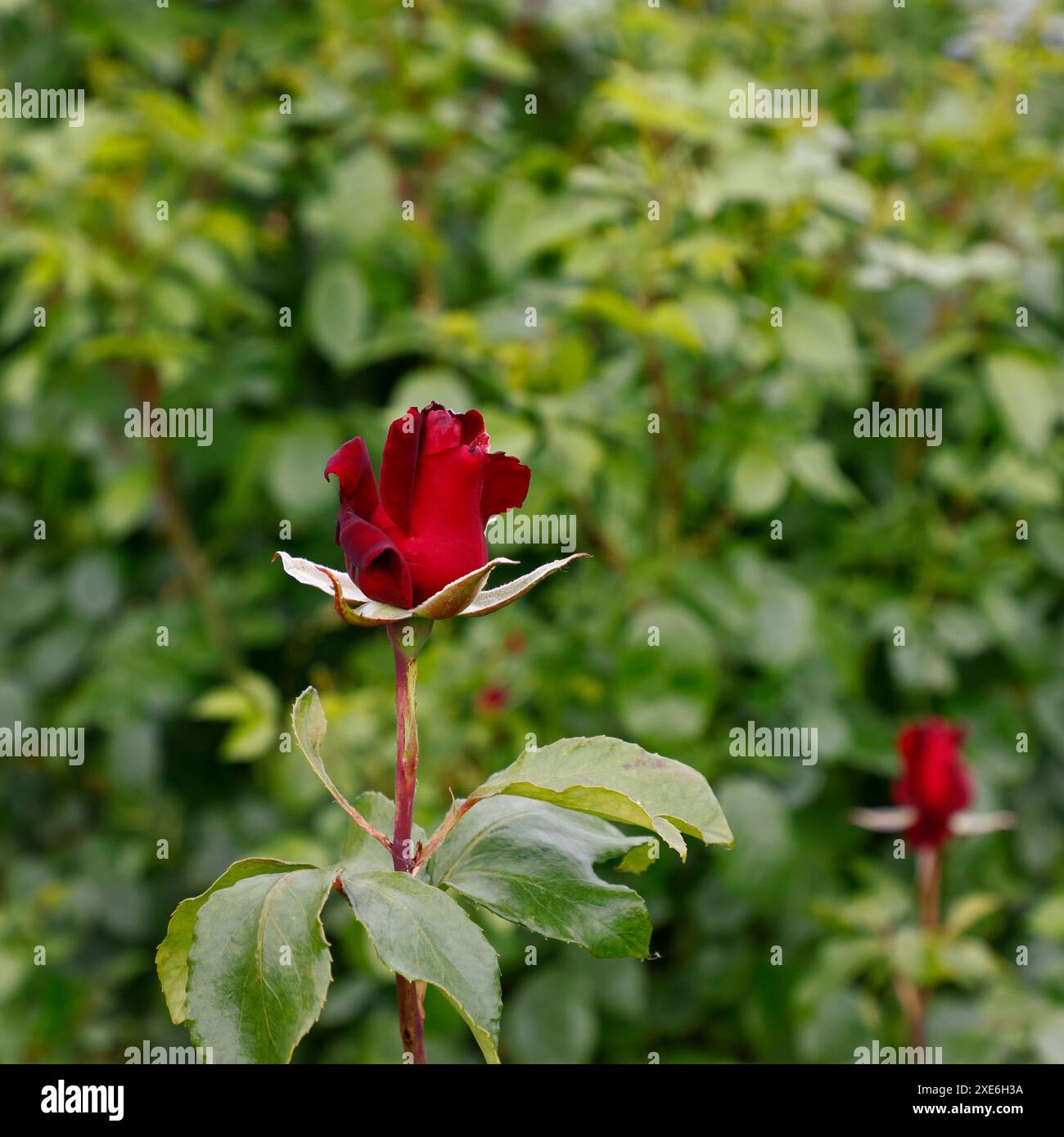 Closeup of the red flower of the repeat flowering hybrid tea garden ...