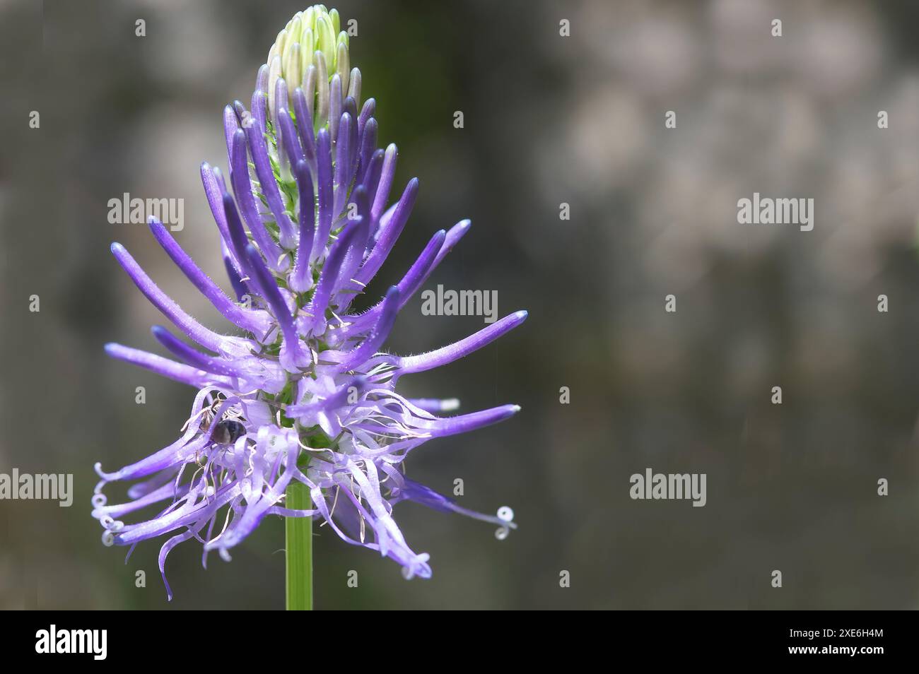 Betony-leaved Rampion (Phyteuma betonicifolium), inflorescence. Tyrol ...