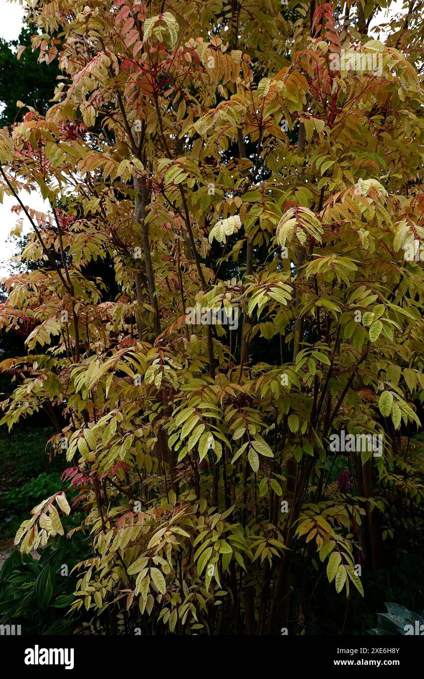 Chinese cedar tree hi-res stock photography and images - Alamy