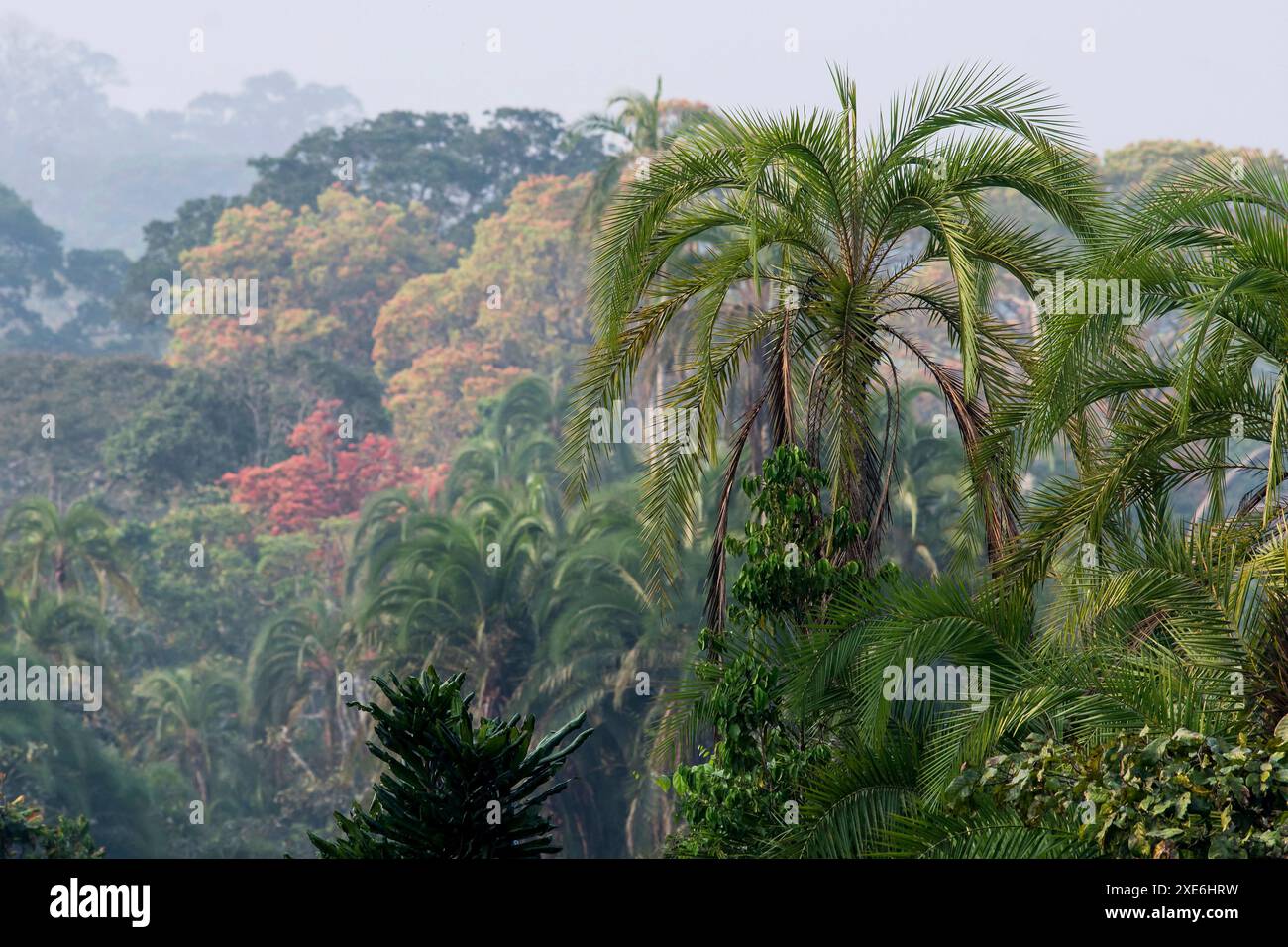 Canopy of the lowland rainforest. Lobeke National Park, Cameroon Stock ...