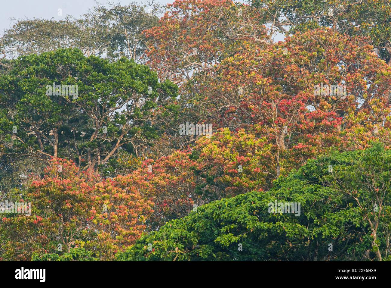 Canopy of the lowland rainforest. Lobeke National Park, Cameroon Stock ...