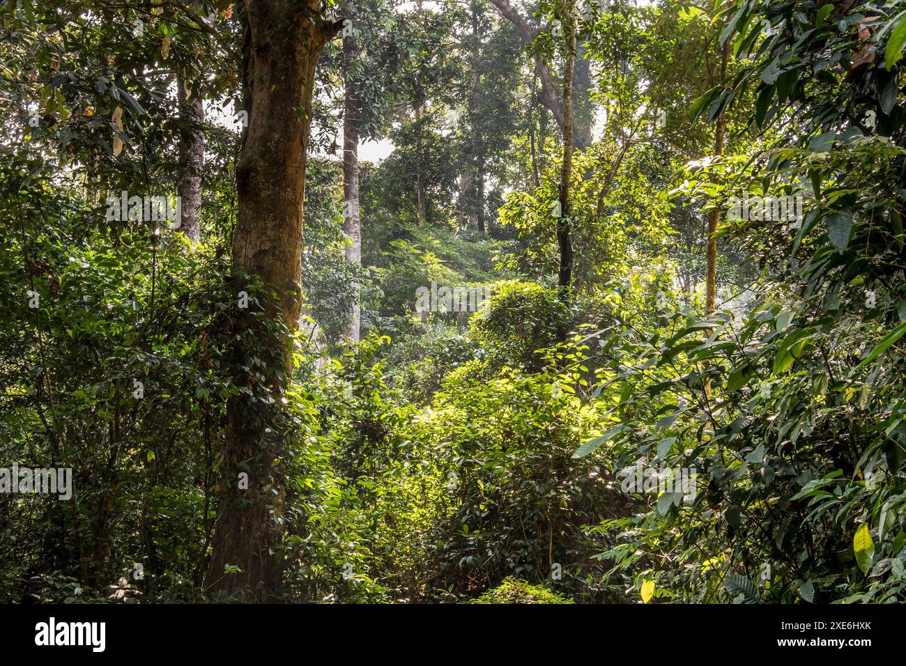 Lowland rainforest. Dzanga-Sangha Special Reserve, Central African ...