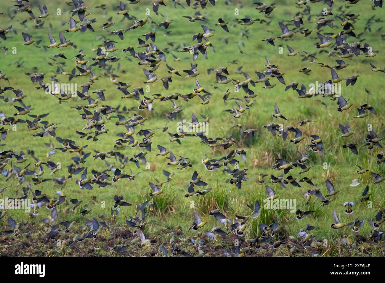 African Green Pigeon (Treron calvus). Huge swarm in a jungle clearing ...