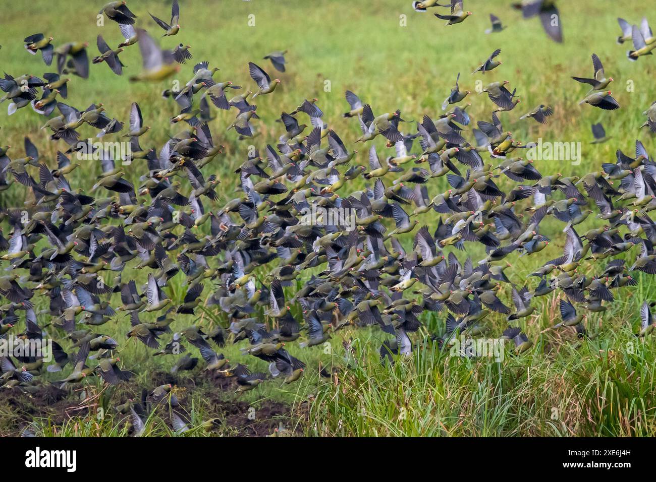 African Green Pigeon (Treron calvus). Huge swarm in a jungle clearing ...