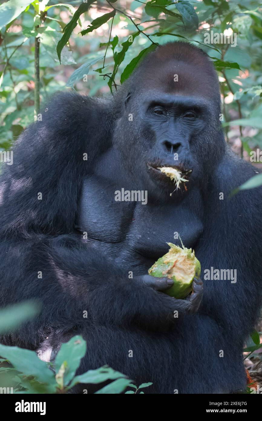 Western Lowland Gorilla (Gorilla gorilla gorilla). An adult silverback ...