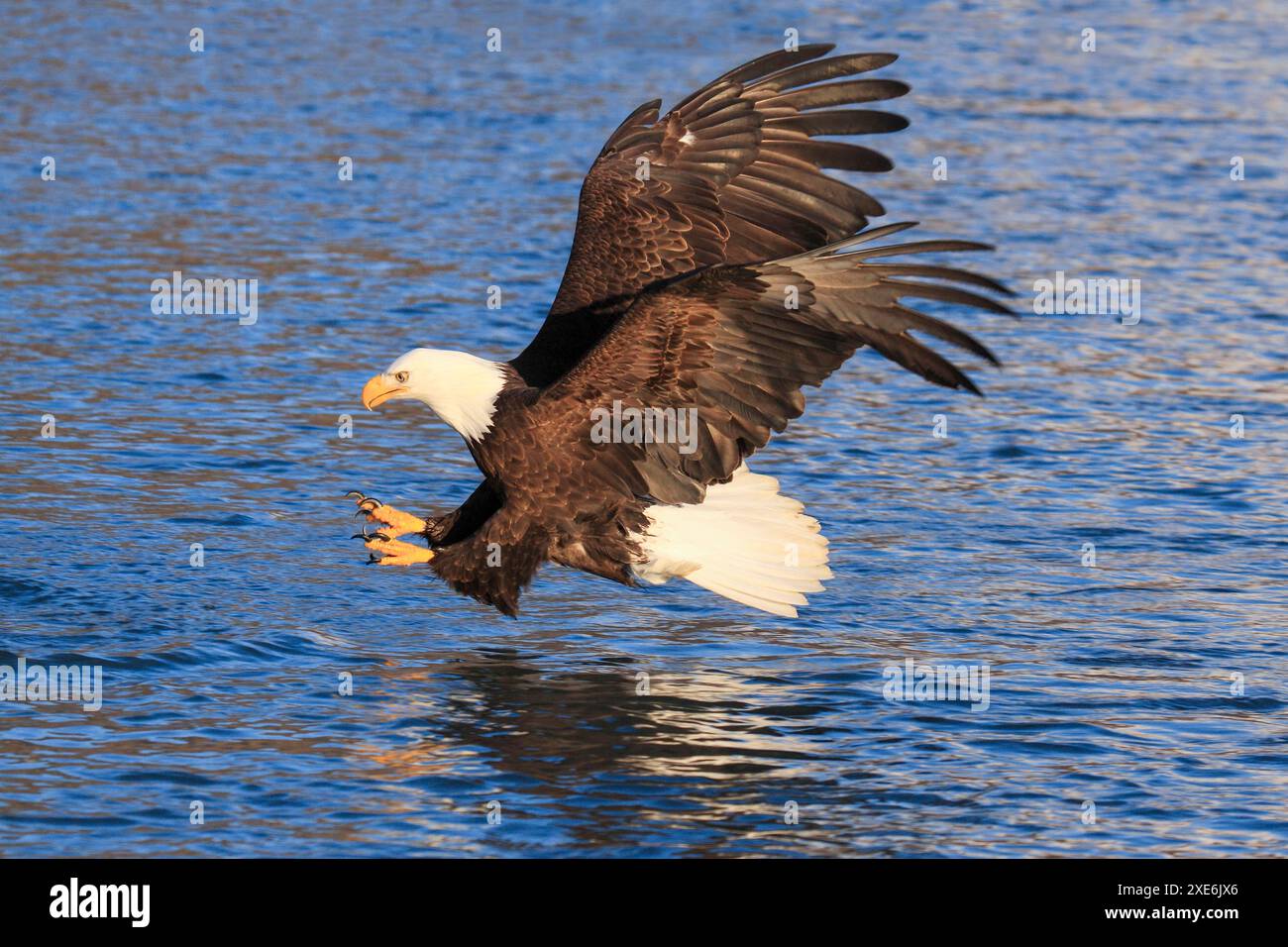 Bald Eagle (Haliaeetus leucocephalus). Adult bird approaching a fish in ...