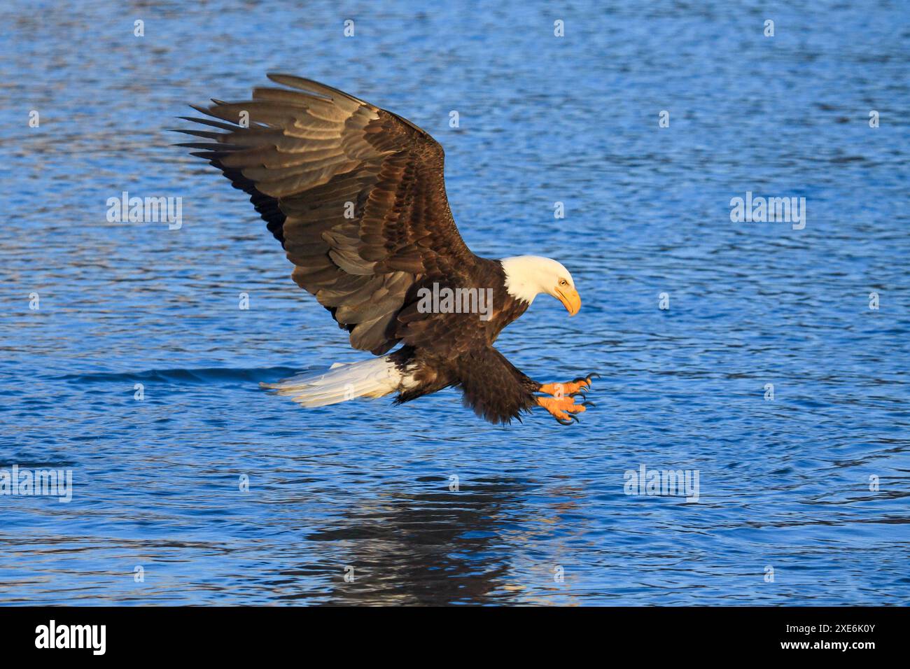 Bald Eagle (Haliaeetus leucocephalus). Adult bird approaching a fish in ...