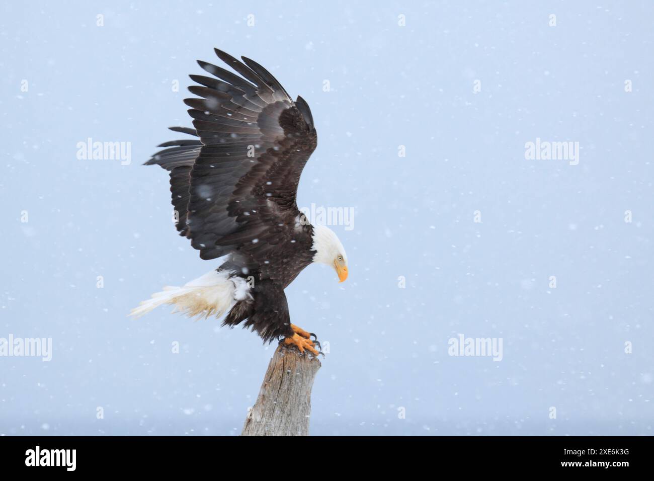 Bald Eagle (Haliaeetus leucocephalus) landing on a tree stump in blowing snow. Homer, Kenai ...