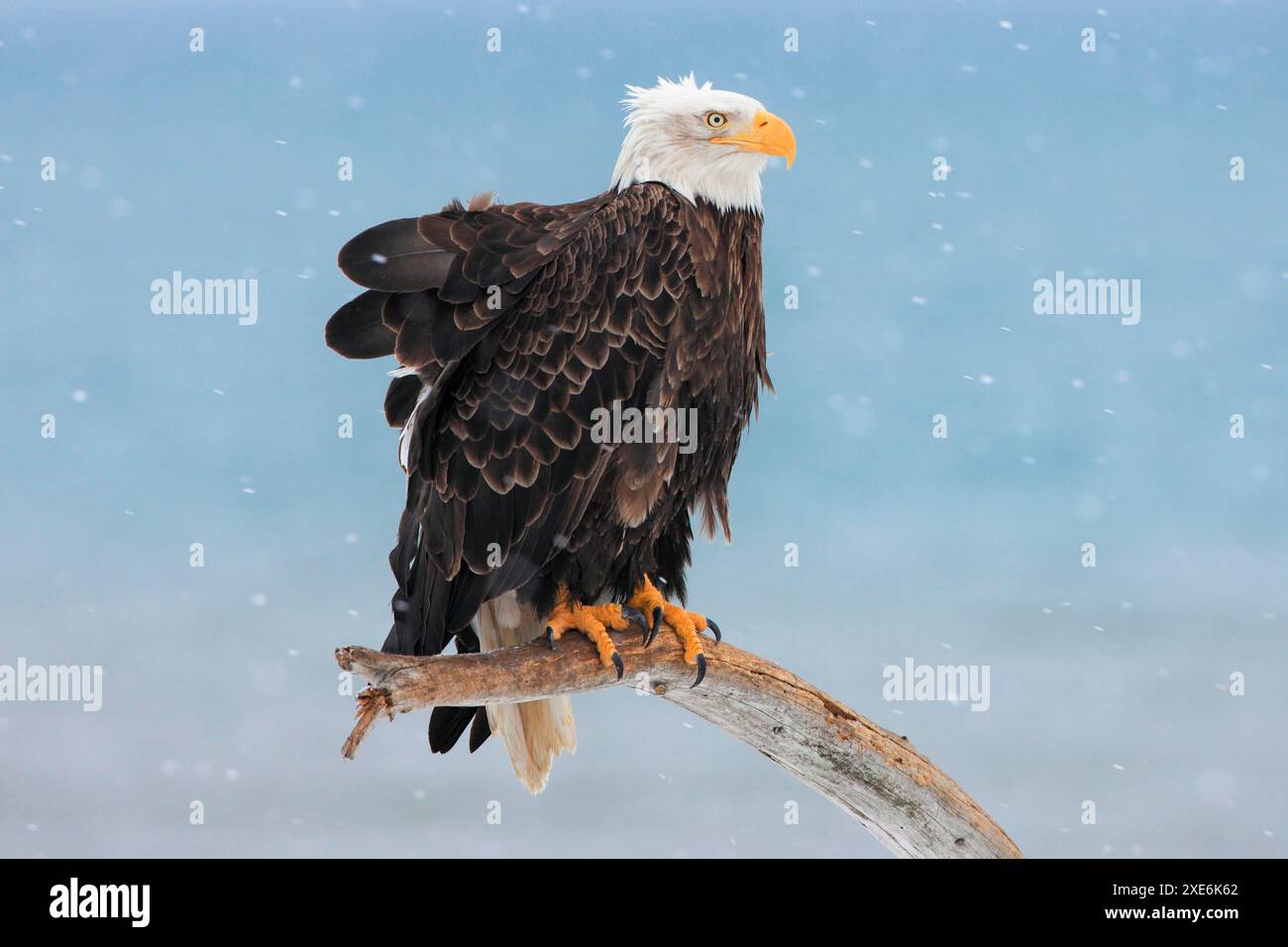 Bald Eagle (Haliaeetus leucocephalus) standing in falling snow ...