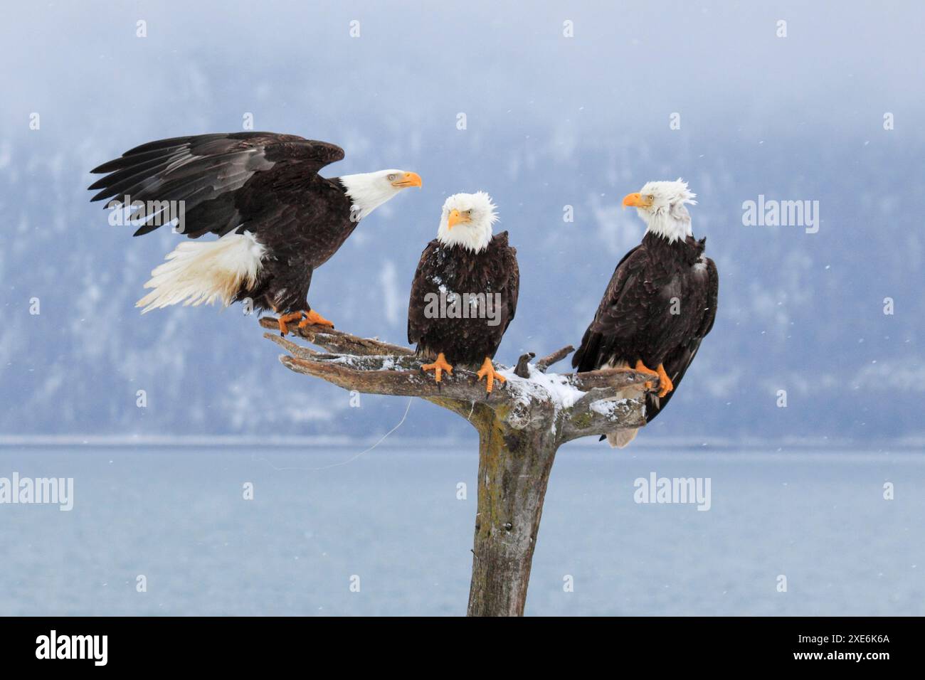 Bald Eagle (Haliaeetus leucocephalus). Three adult birds standing on ...