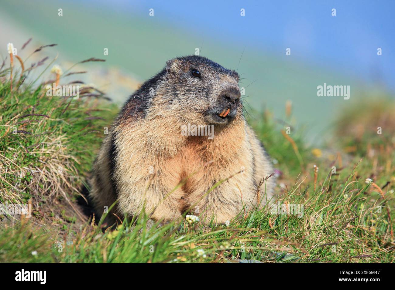 Alpine Marmot (Marmota marmota). Adult in on a mountain meadow in summer. Austria Stock Photo ...