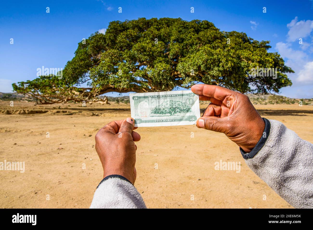 Banknote and the five Nakfa tree Giant Sycamore tree near Segeneyti ...