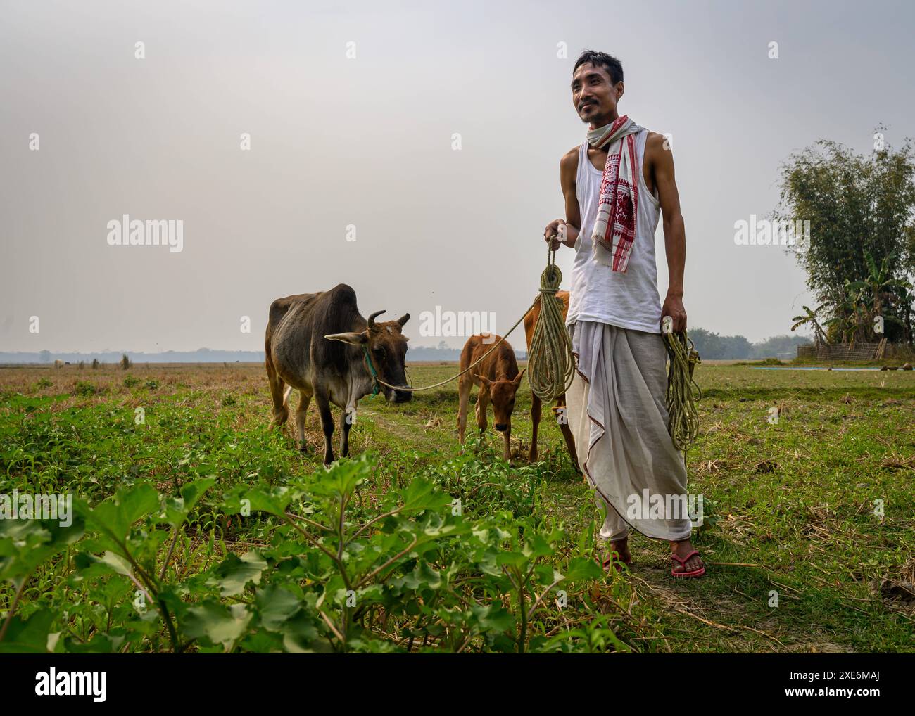 Local man and cattle, Village life, Guwahati, Assam, India, Asia ...