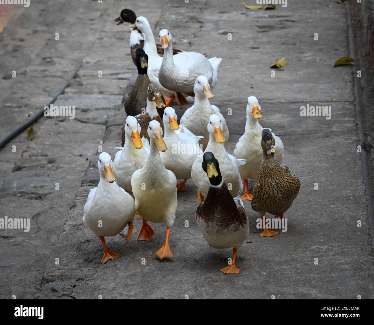 Close-up of ducks, Kamakhya Temple, Guwahati, Assam, India, Asia ...