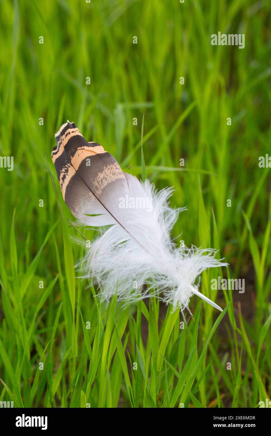 Single feather on grass hi-res stock photography and images - Alamy