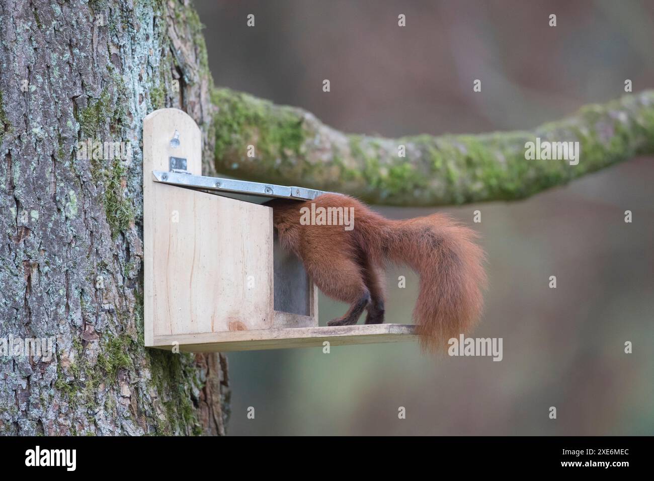 Eurasian Red Squirrel (Sciurus vulgaris). Adult feeding at feeder Stock ...