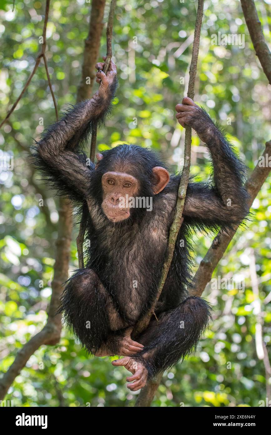 Chimpanzee (Pan troglodytes). An orphaned infant swings on a vine ...