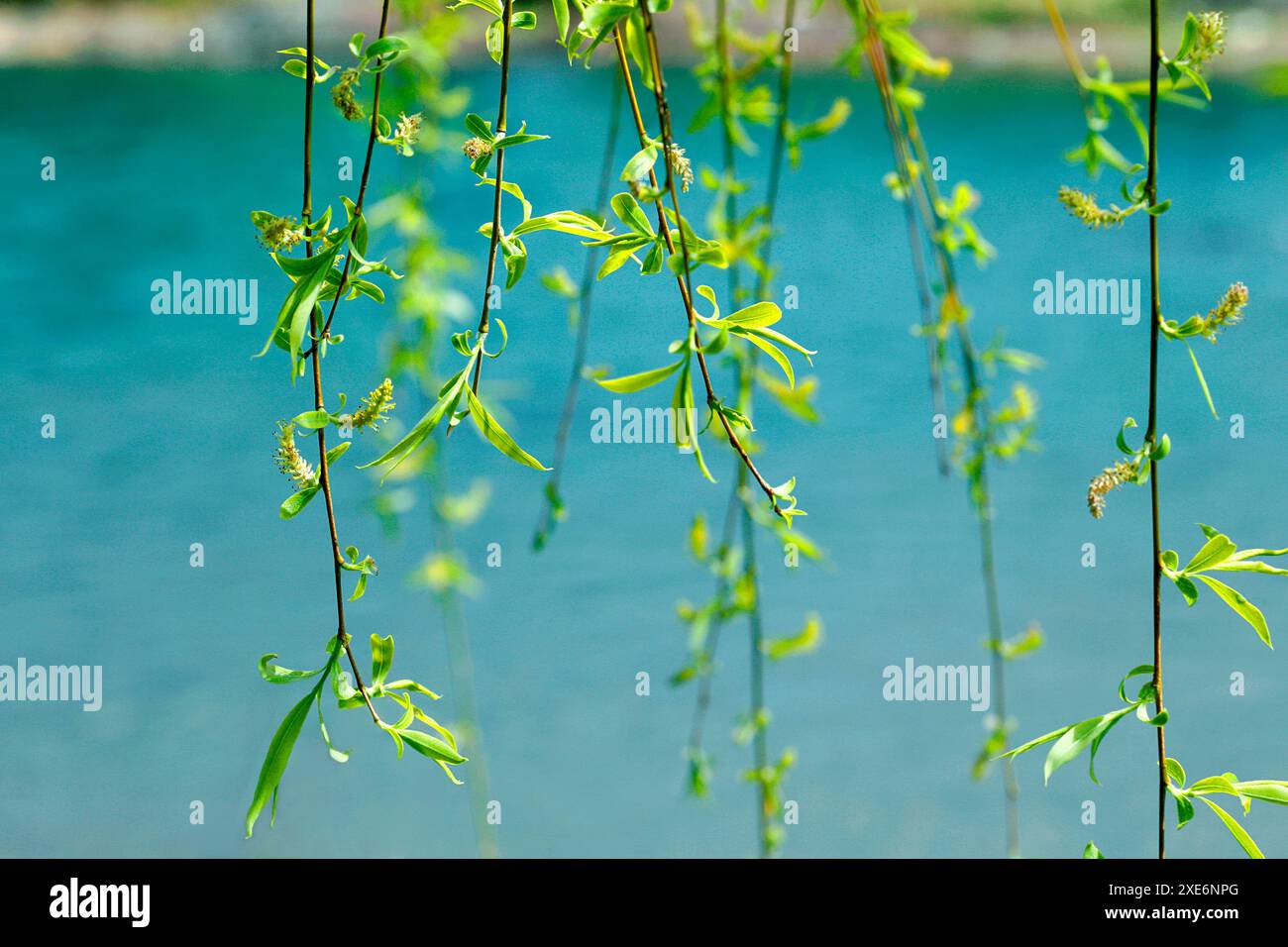 Flowering weeping willow by the water Stock Photo - Alamy
