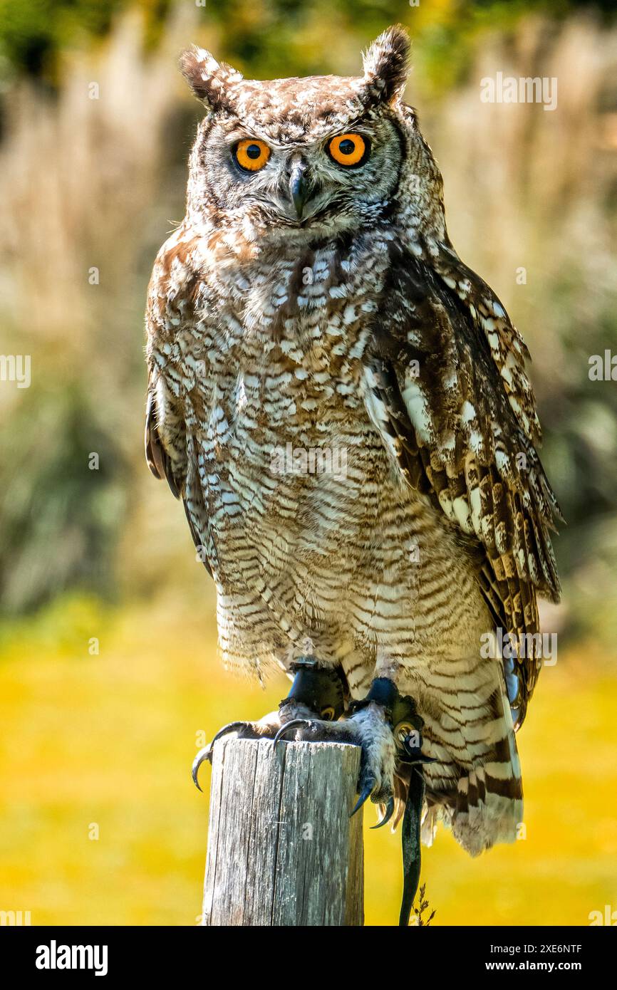 African Spotted Eagle Owl flying display Stock Photo - Alamy