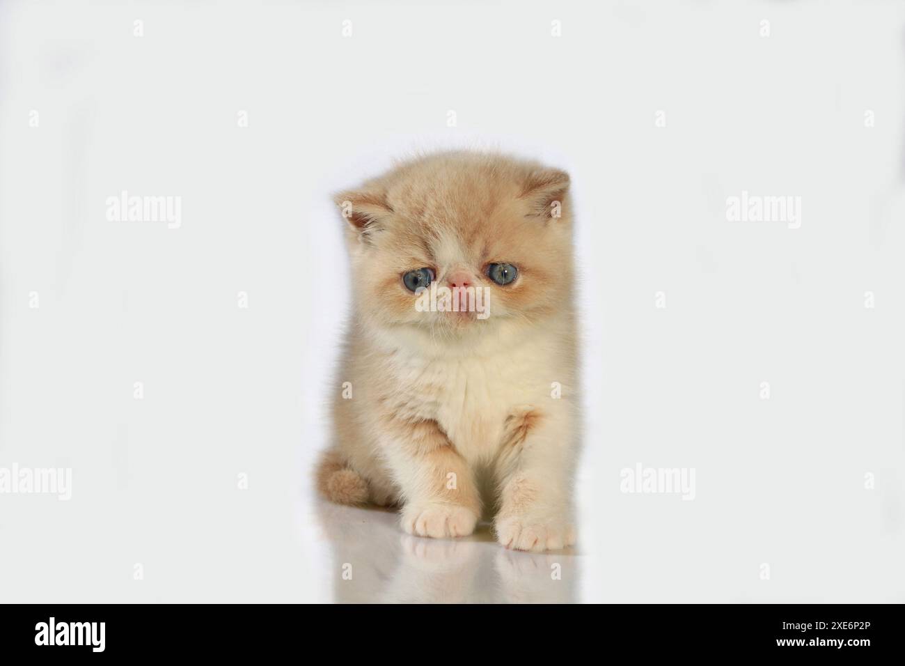 Exotic Shorthair Cat. A sitting kitten (5 weeks old) as a cut-out in ...