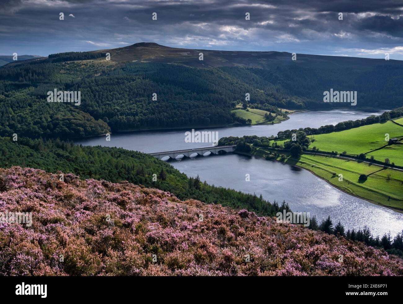 Ladybower Reservoir and Win Hill in summer from heather clad Derwent ...
