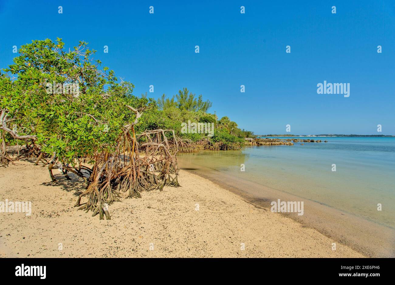 Mangrove Trees at Blue Hole Park, Hamilton Parish, Bermuda, North ...