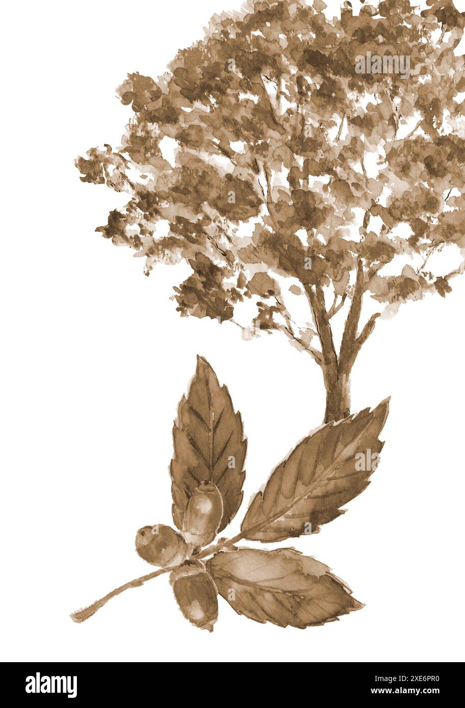 Sepia-toned set of konara oak and acorns painted with watercolour White ...