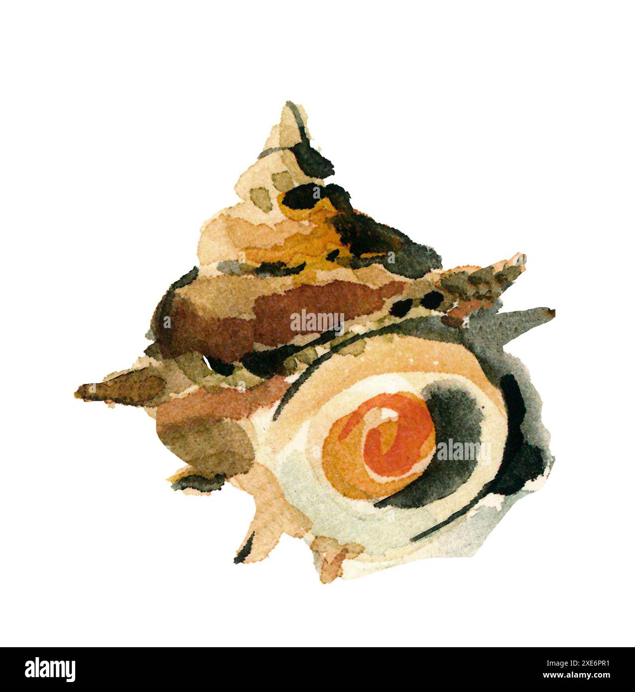 Turban shell drawing hi-res stock photography and images - Alamy