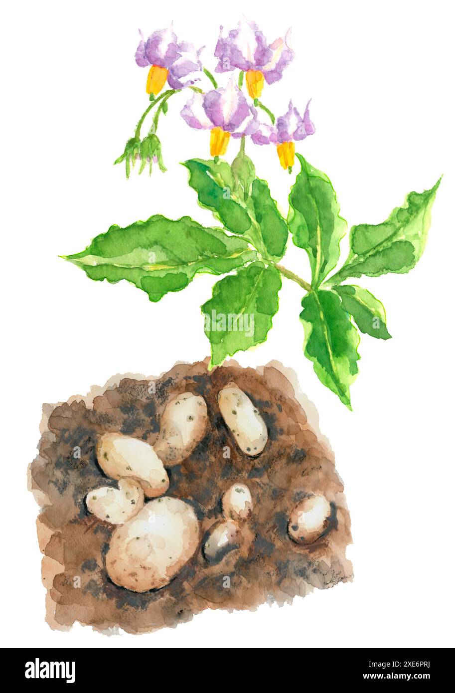 Set of potatoes and flowers painted with watercolours White background ...