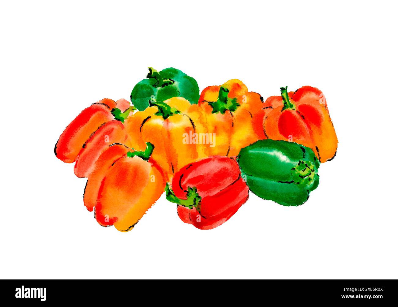 Illustration of green, red and yellow coloured peppers [hand-drawn ...