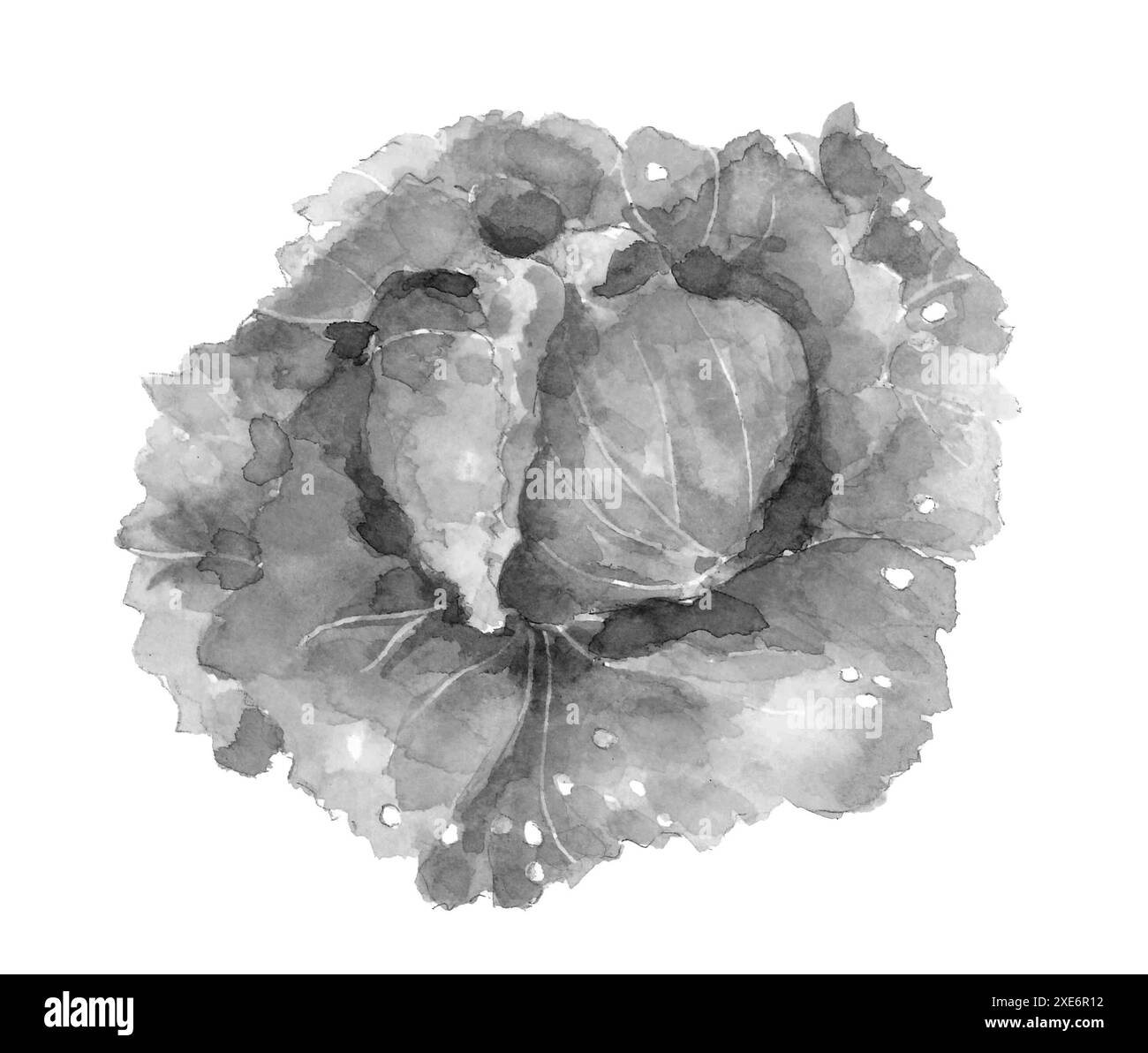 Monotone Clip art of lettuce in ink painting style White background ...