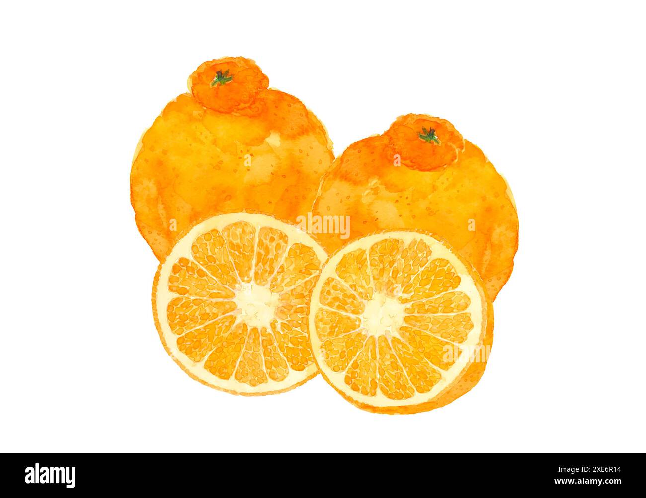 Two dekopon (shiranui) and cross-sectional illustration [hand-drawn ...