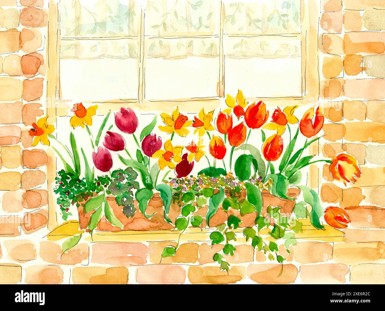 Tulips, daffodils and ivy on a window sill [watercolour illustration ...