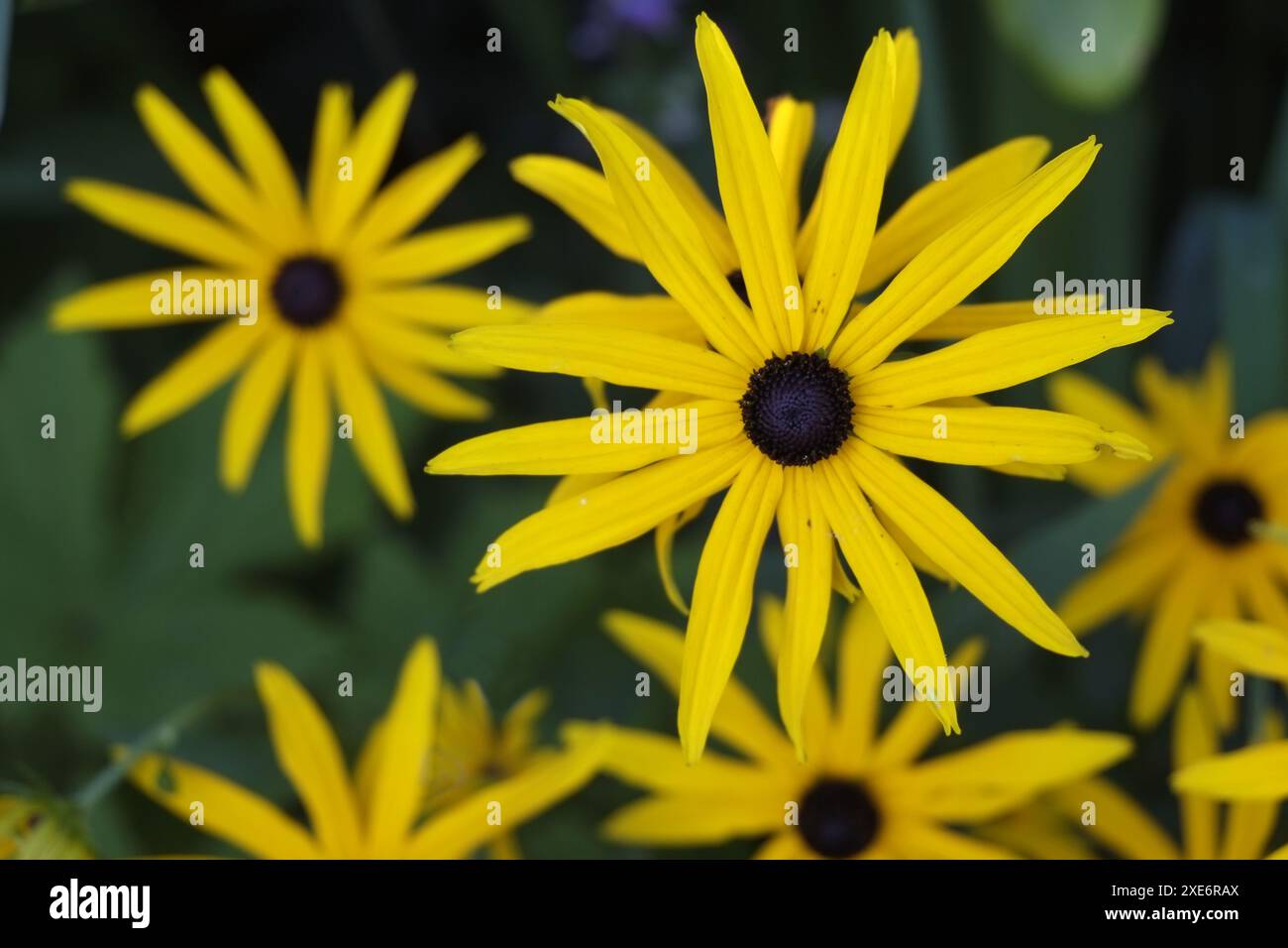 Perennial coneflower rudbeckia fulgida hi-res stock photography and ...