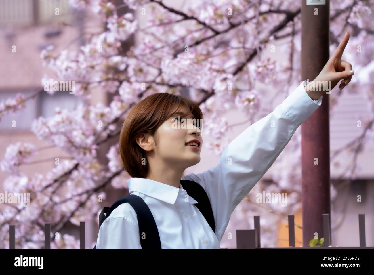 Schoolgirl pointing under cherry blossoms Stock Photo - Alamy