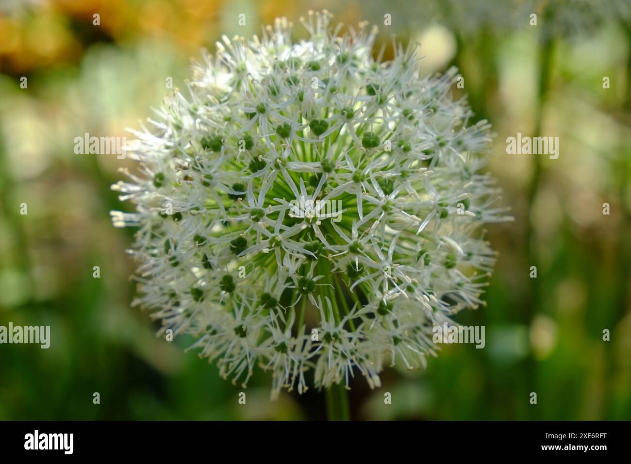 Giant allium white hi-res stock photography and images - Alamy