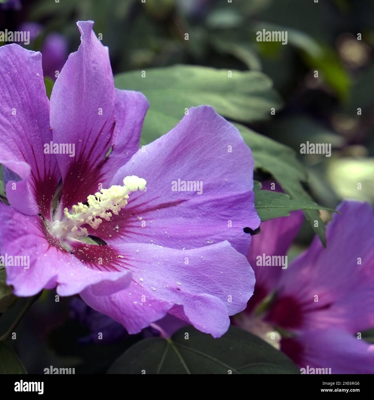 Hibiscus, hibiscus flower Stock Photo - Alamy