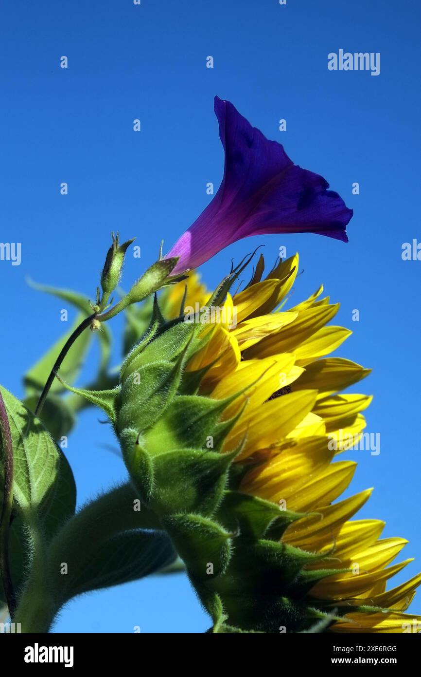 Morning glory plant trellis hi-res stock photography and images - Alamy