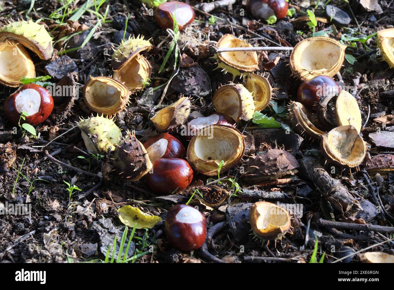 Chestnuts, horse chestnut Stock Photo - Alamy