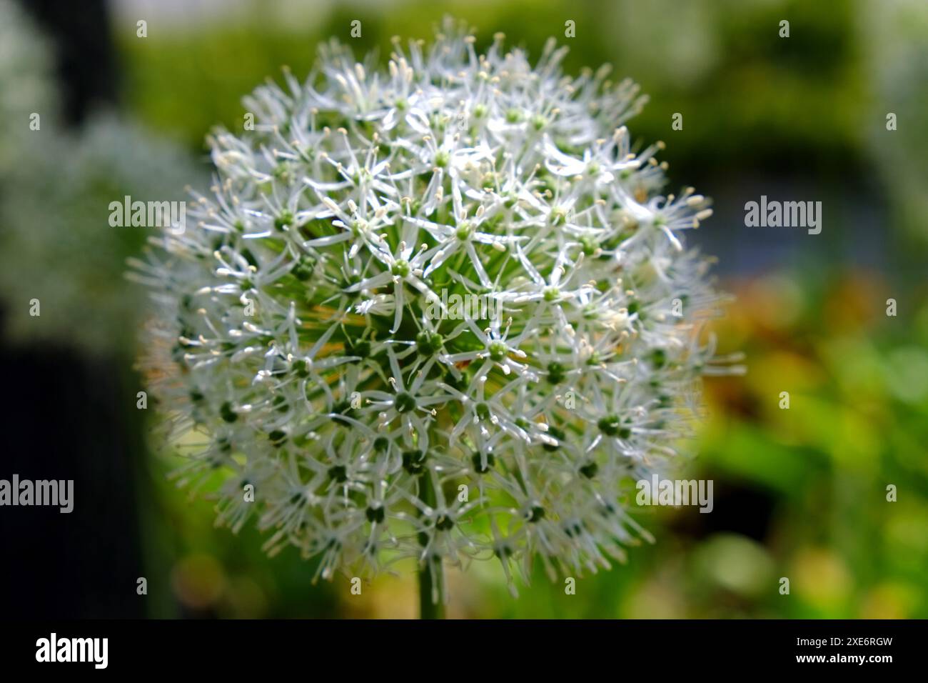 Allium white hi-res stock photography and images - Alamy