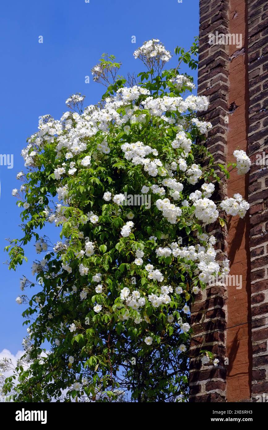 Climbing rose wall hi-res stock photography and images - Alamy