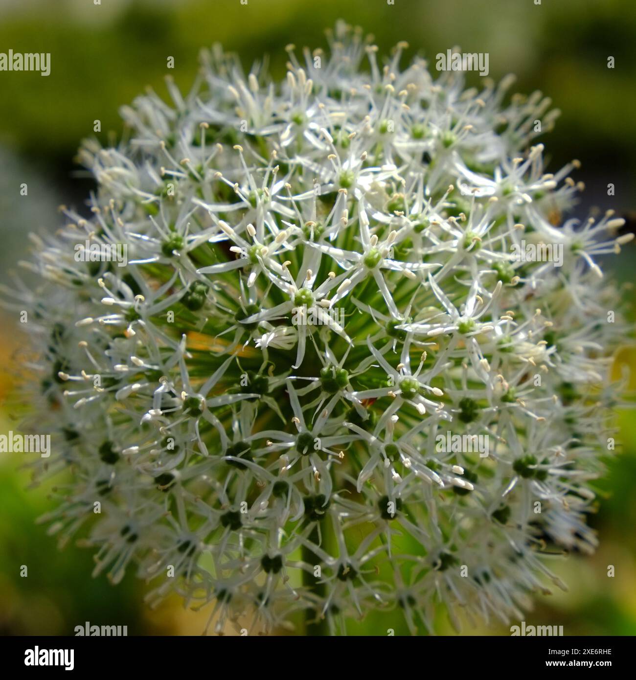 Allium gigantheum hi-res stock photography and images - Alamy